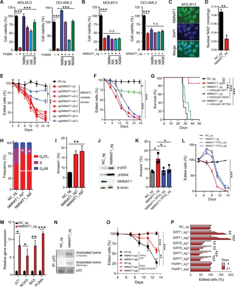 Nuclear NAD+homeostasis governed by NMNAT1 prevents apoptosis of acute ...